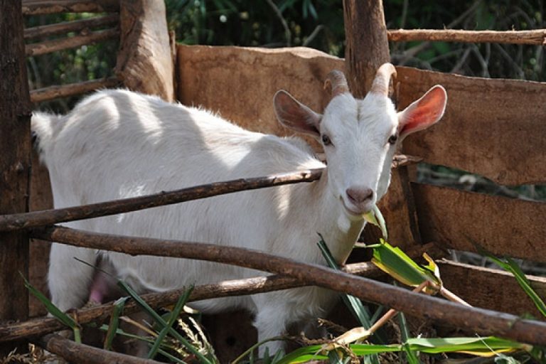 Give a Goat - cbm New Zealand