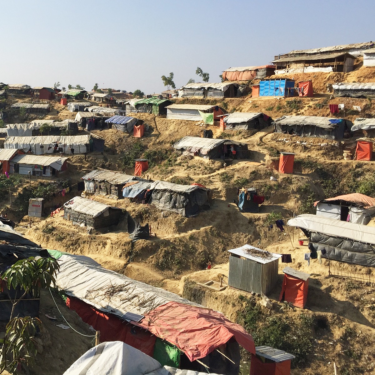 Harisa - cbm New Zealand